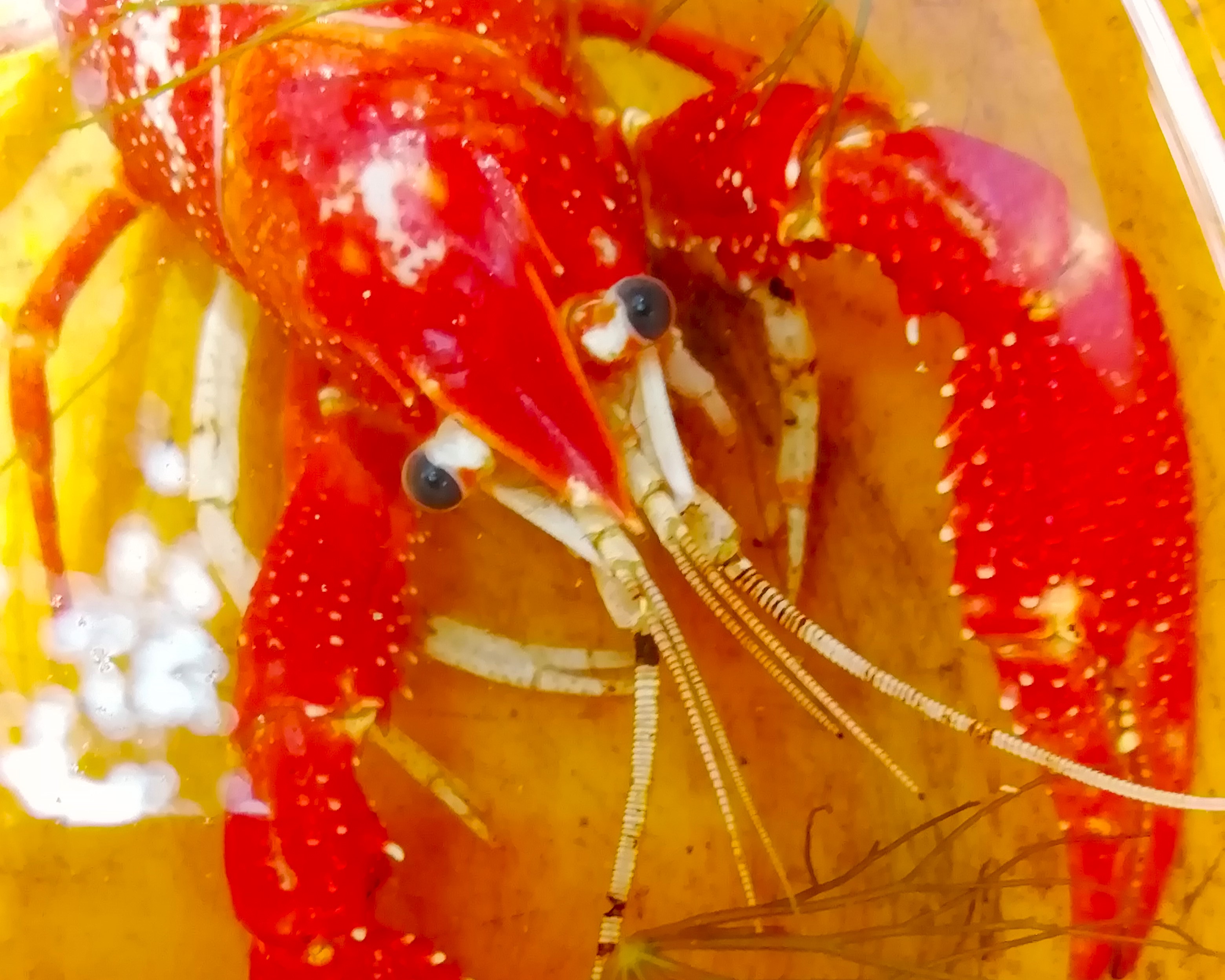 Daulis Aquatica Main